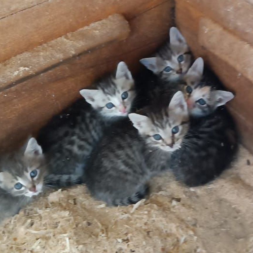 Котята в добрые руки