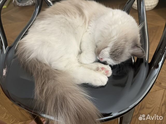 Ragdoll из питомника отдаю в хорошие руки