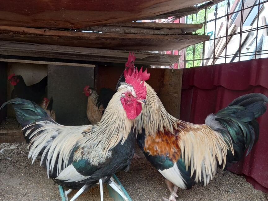 Мини петухи