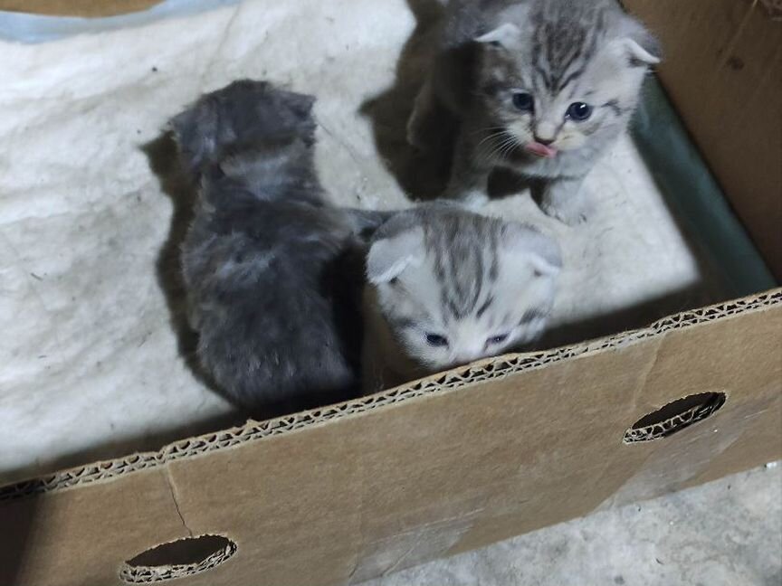 Котята в дар бесплатно