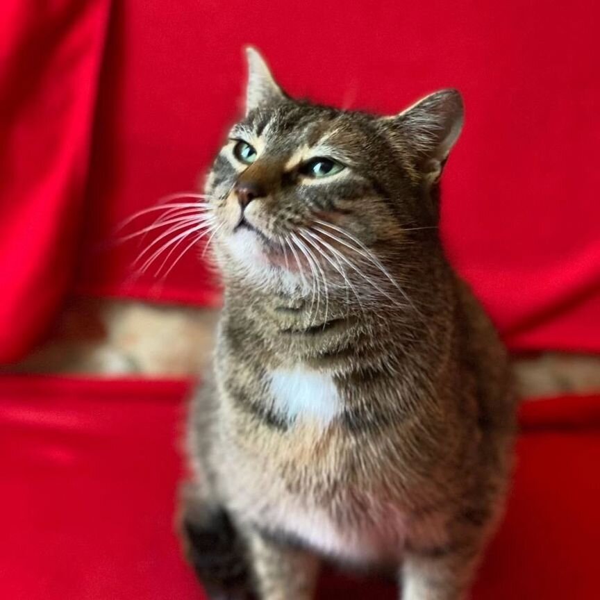 Ляля ищет хозяев