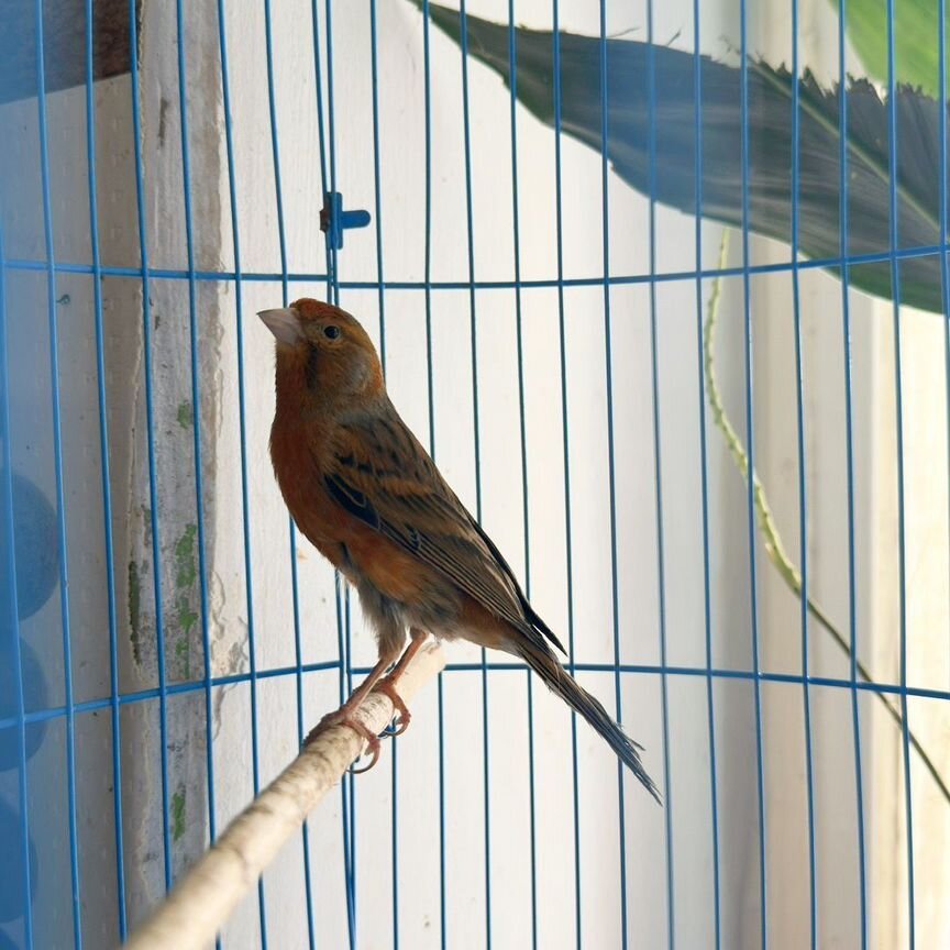 Продам канареек, пара