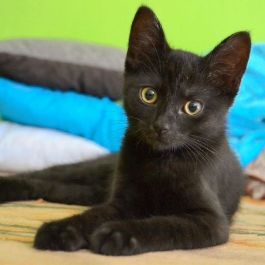 Тайра ищет дом