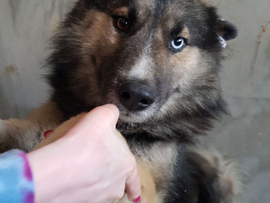 Разноглазик Несколько дней на пристрой