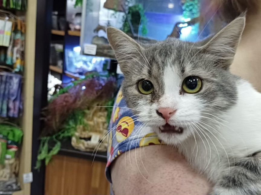 Отдам в добрые руки