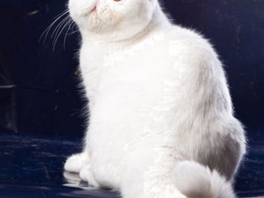 Экзотический плюшевый котик