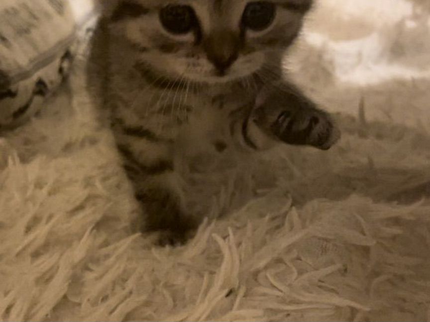 Шотландские котята