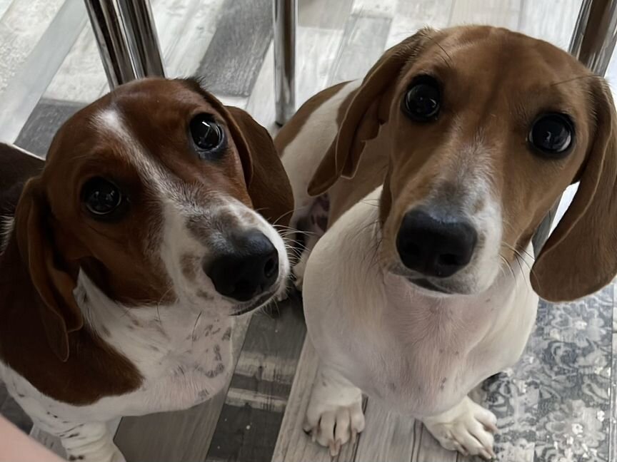 Миниатюрная такса пайндбол, вязка