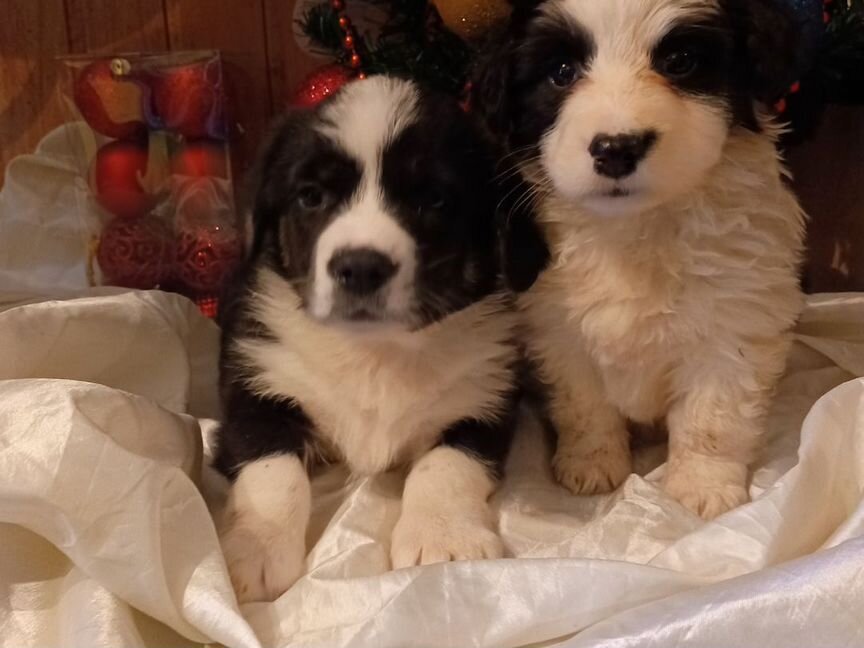 Любимые коржики