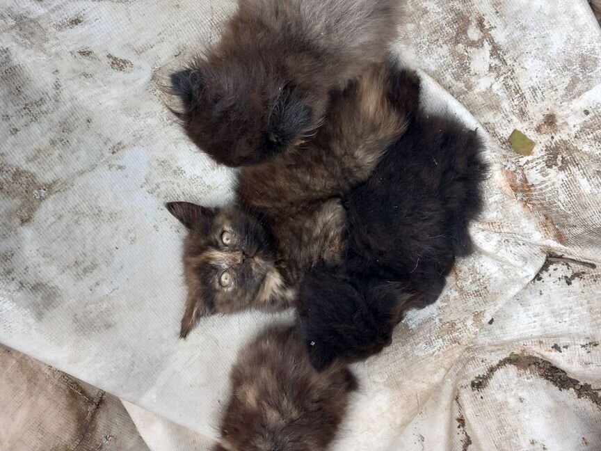 Котята