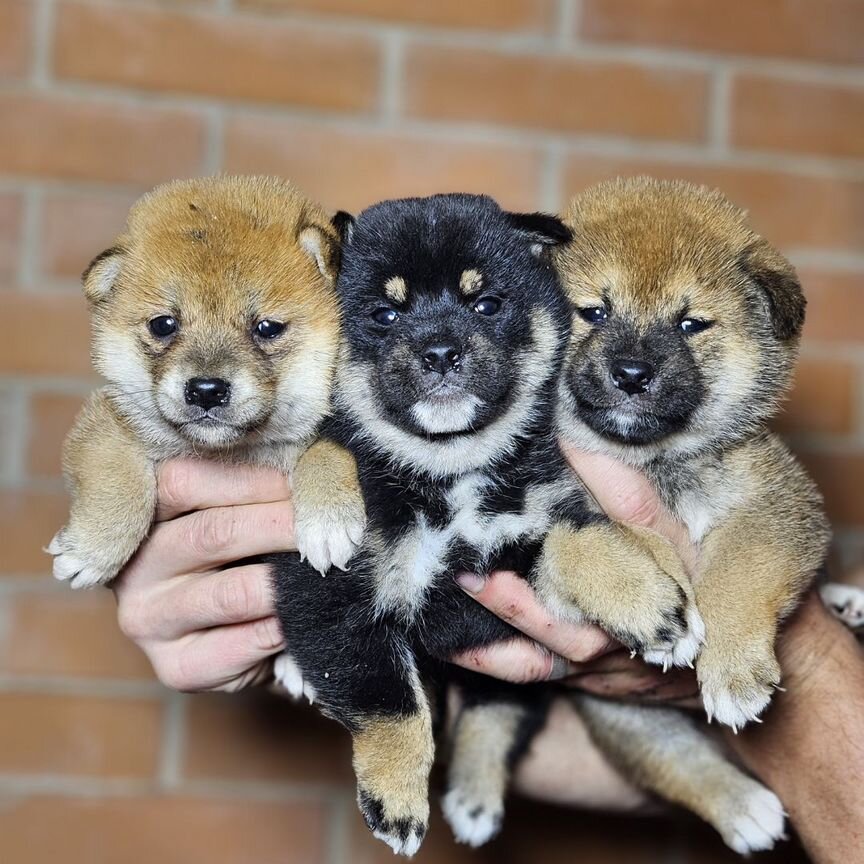 Щенки сиба ину