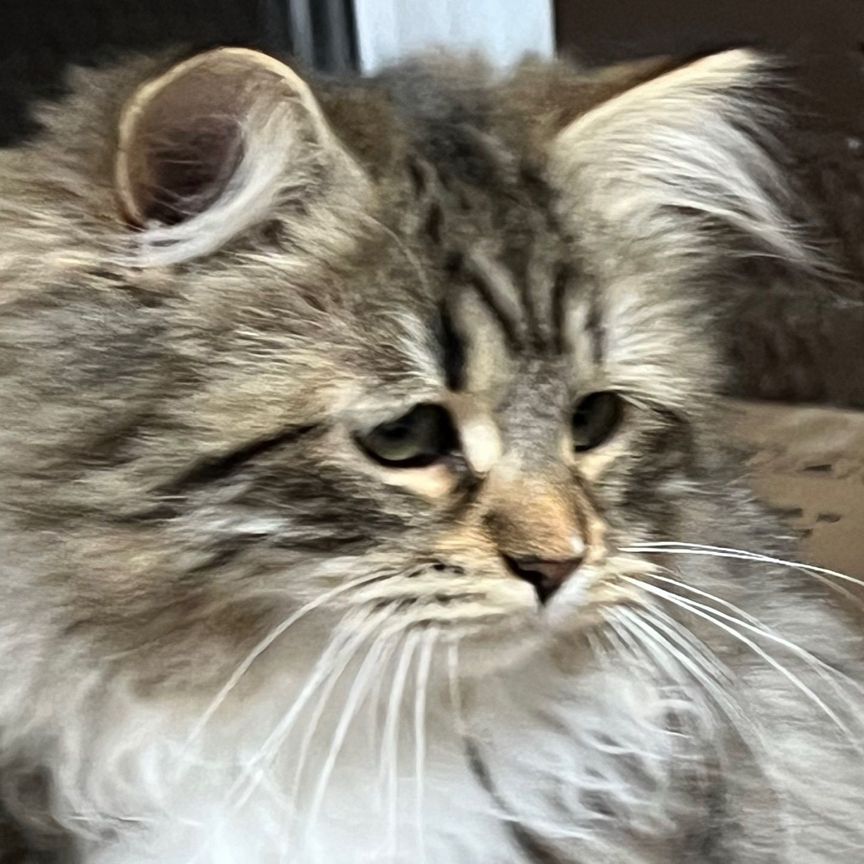 Сибирская кошечка котенок Слава
