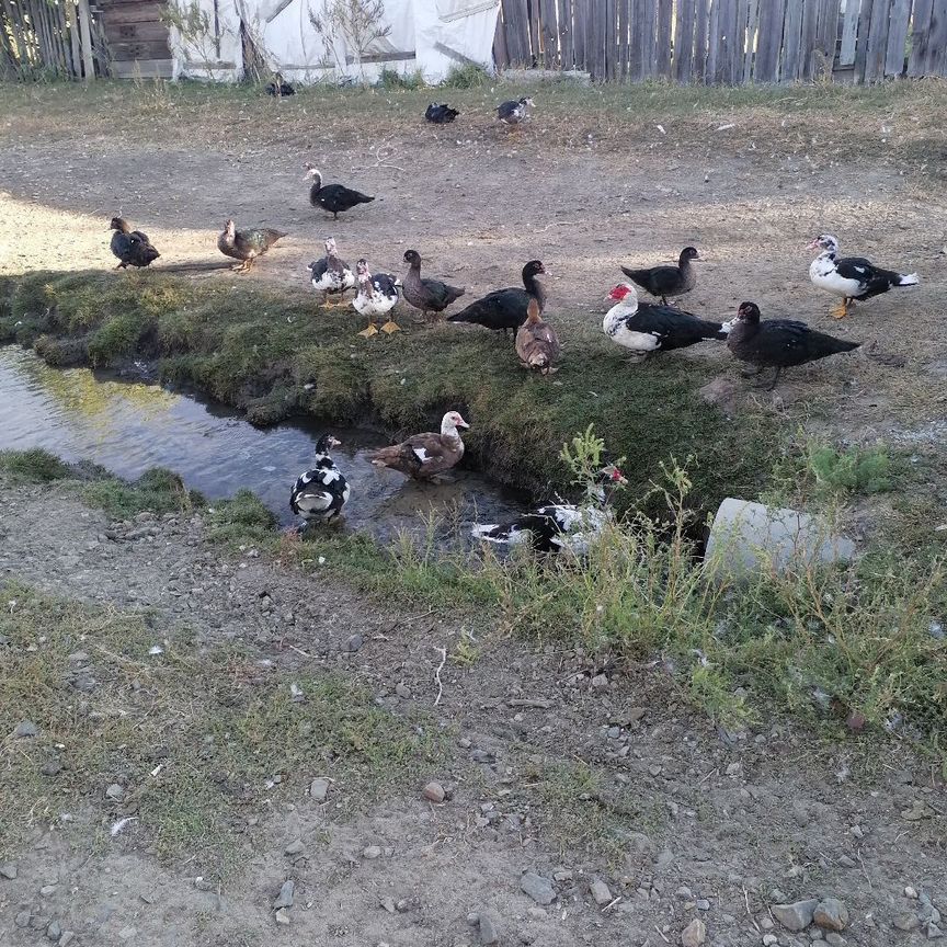 Гусь и утка