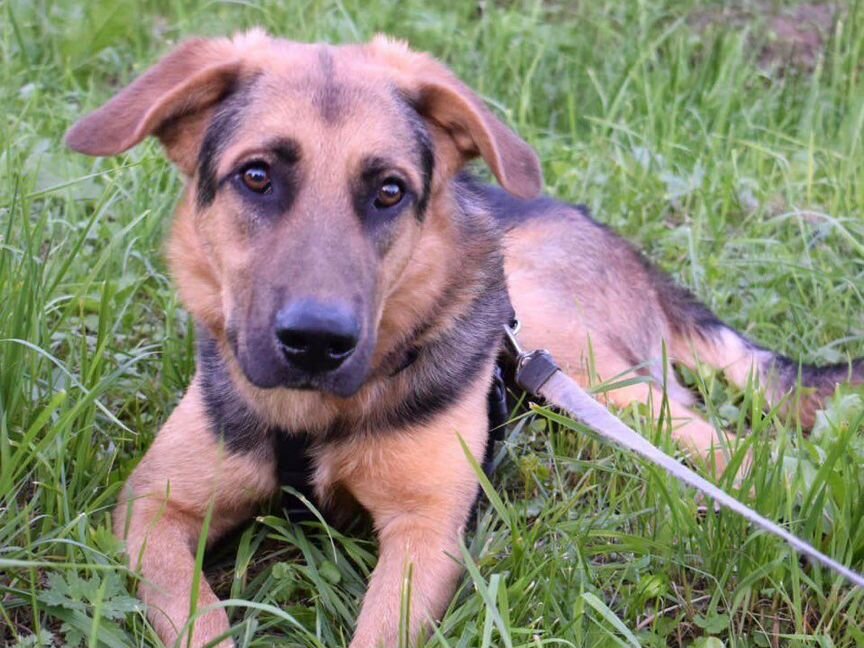 Щенок мальчик Тор 8 мес