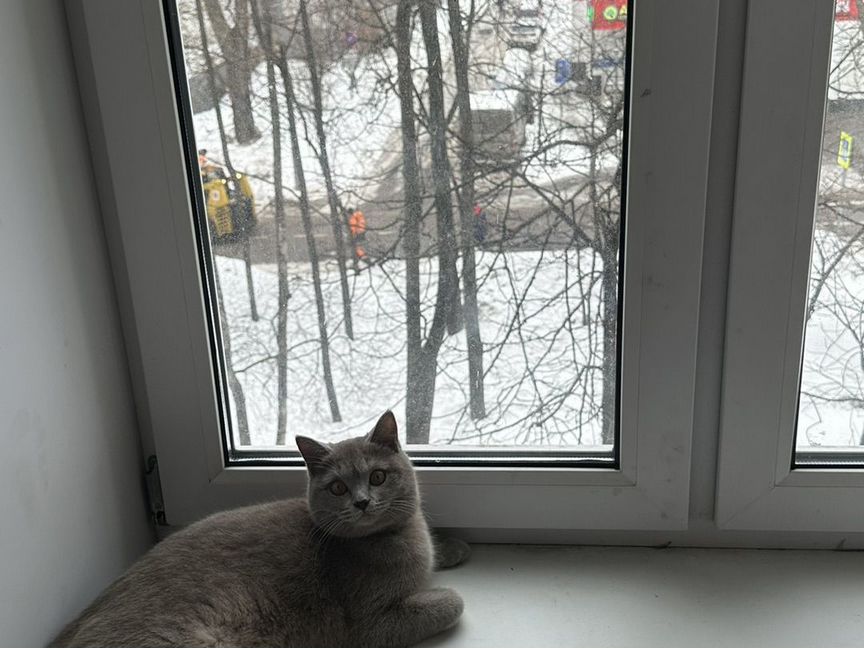 Кошка