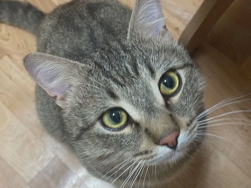 Чудесный котик ищет дом, спасён с улицы