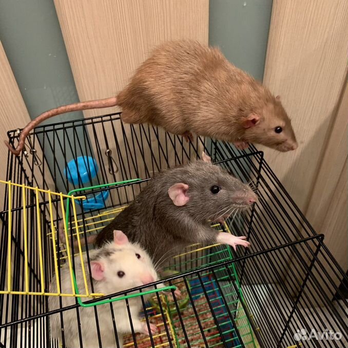 Крыса дамбо бесплатно