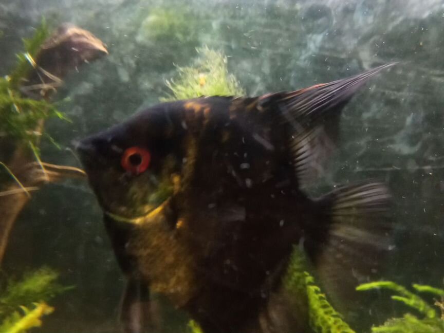 Скалярия мраморная пара