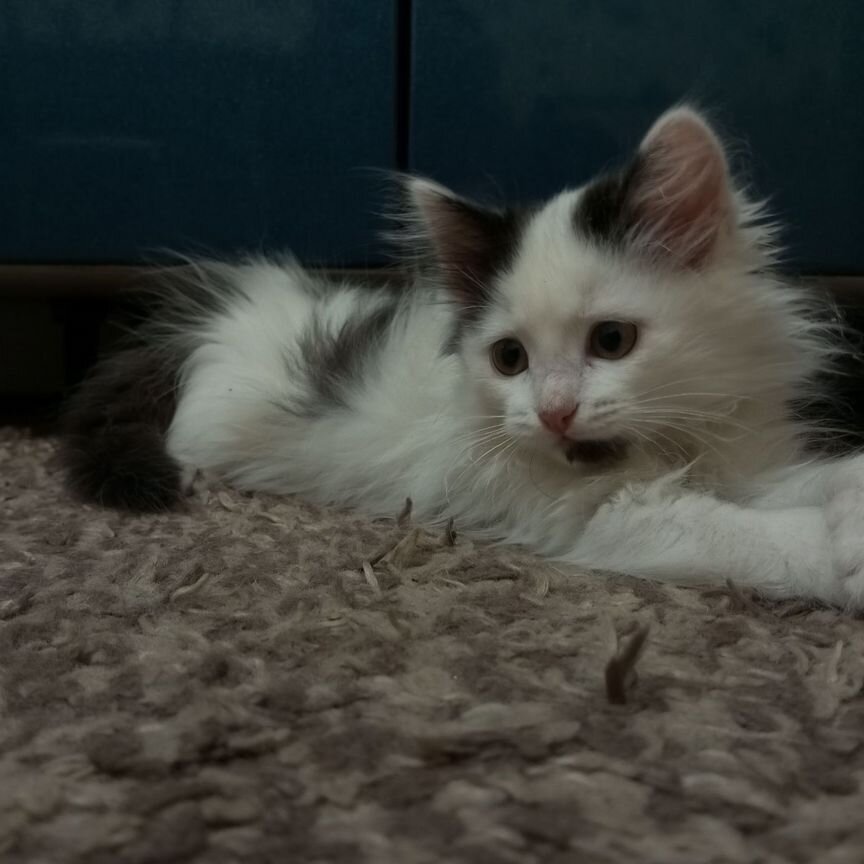 Пушистый котенок