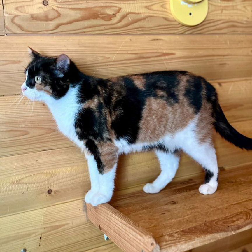 Кошечка на счастье. Тина ждёт свою семью в приюте