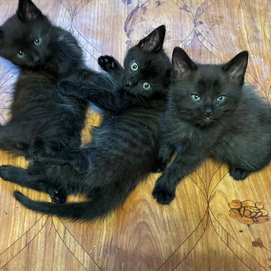 Котята в добрые руки даром