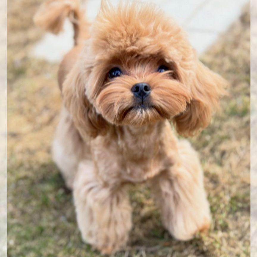 Мальтипу, щенок