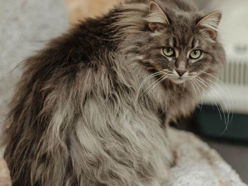 Шикарная кошка Мариша, 3,5 года