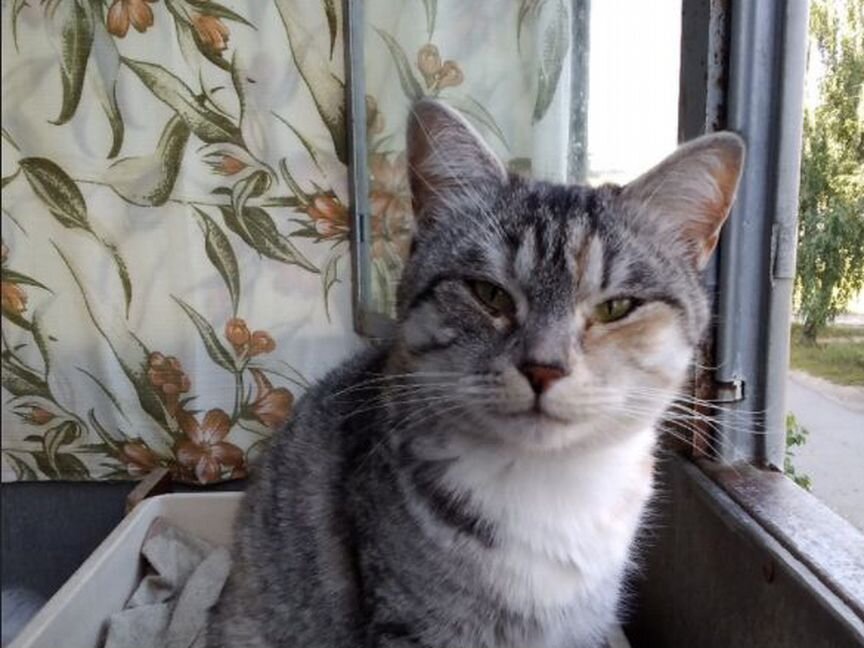 Кошки в добрые руки