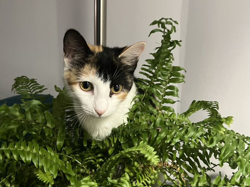 Кошка трехцветная 1 год