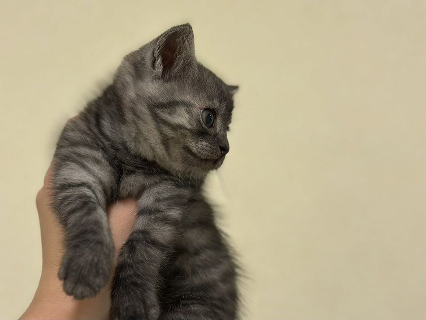 Шотландские прямоухие котята