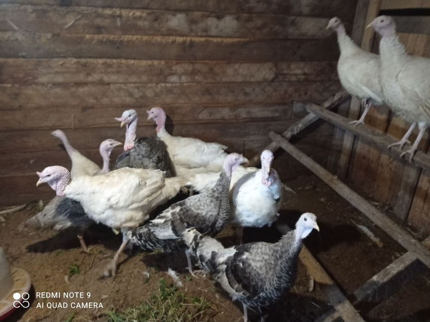 Индюки на племя