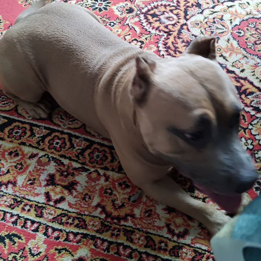 Американский булли, взрослая собака