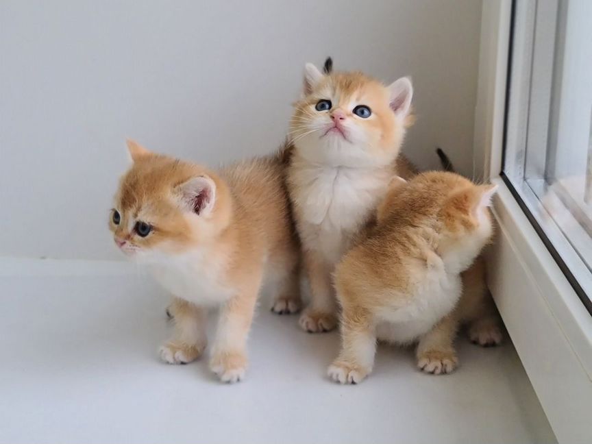 Британские котята золотая шиншилла ny11 и ny12