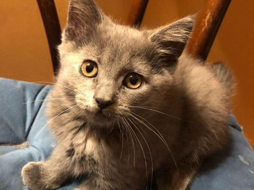 Кошечка милашка