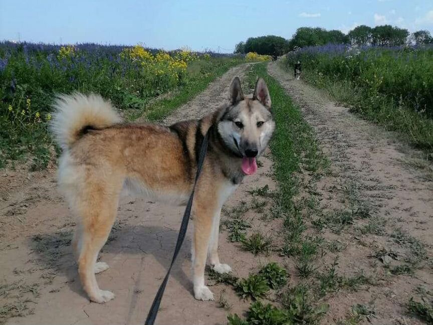 Кобель лайки Ромэо в хорошие руки