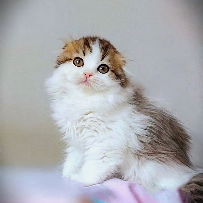 Шотландский вислоухий котик