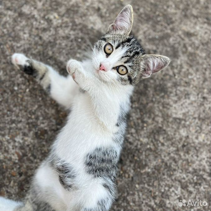 Котенок- стротка 1,5 мес мальчик