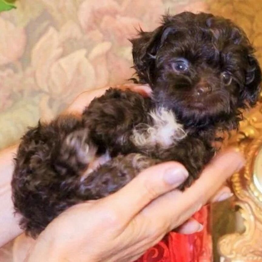 Мальтипу, щенок