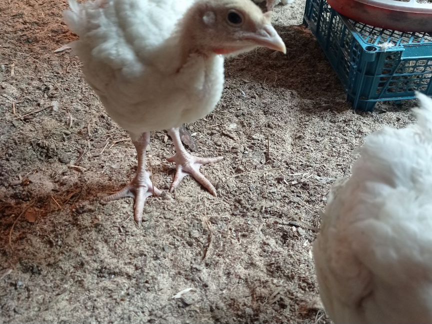 Индюшата Хайбрид конвертер (Канада)