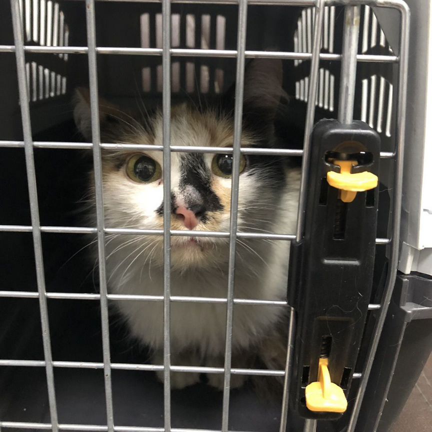 Кошечка в ответственные руки