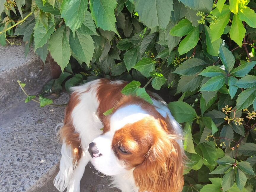 Мальчик кавалер кинг чарльз спаниель 8 мес