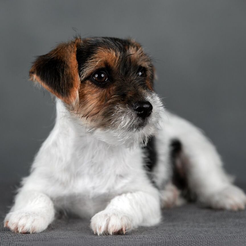 Джек рассел терьер жесткошерстный