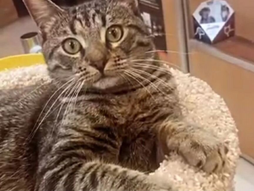 Котенок Рысик