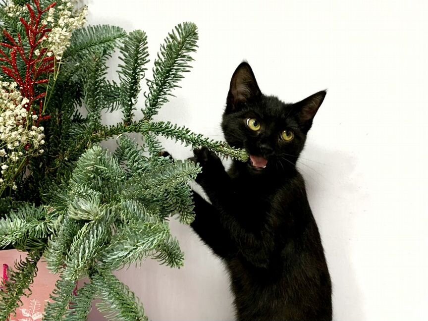 Котята в добрые руки девочки