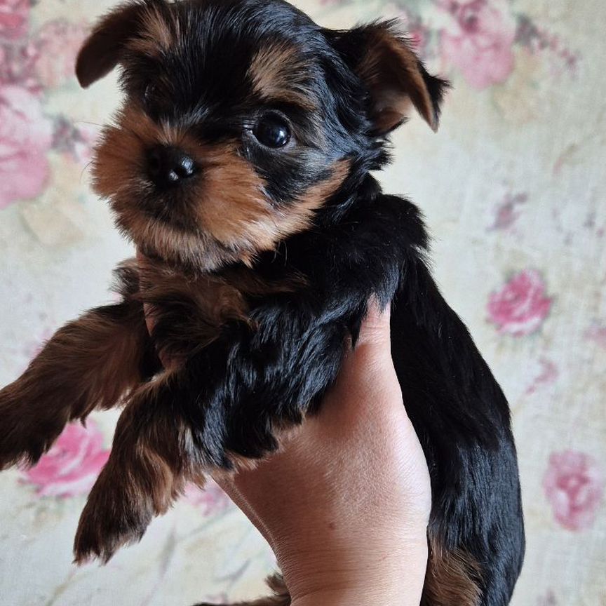 Йоркширский терьер, щенок