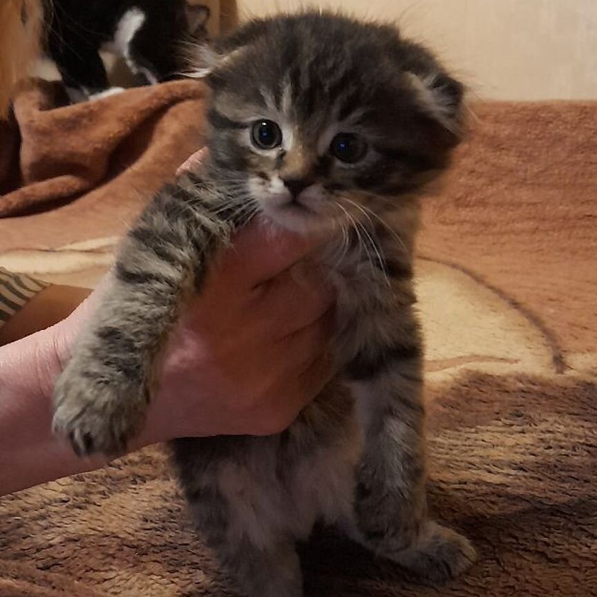 Шотландский вислоухий короткошёрстный котёнок