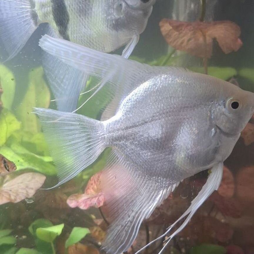 Продается пара скалярий