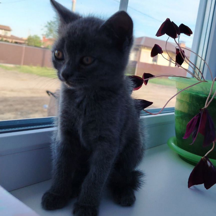 Британский короткошёрстный котёнок