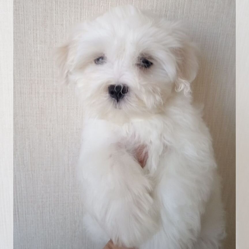 Щенки мальтезе мальчики