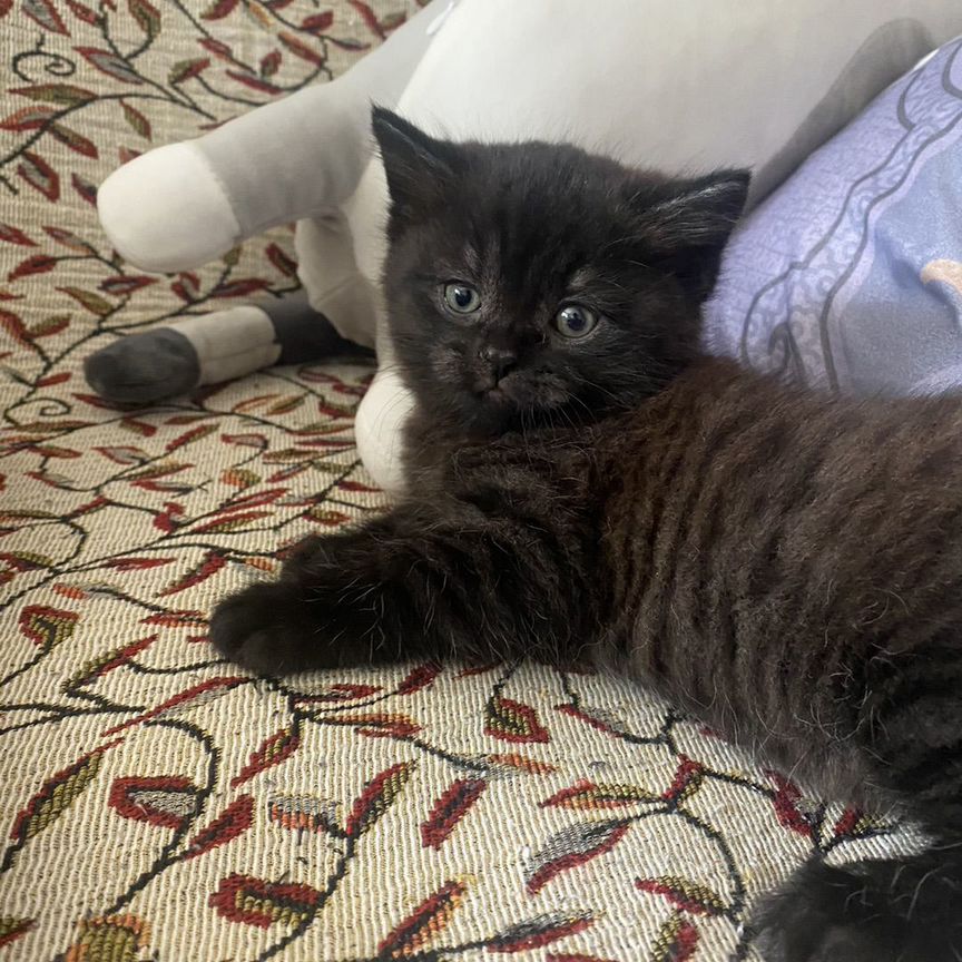 Котенок